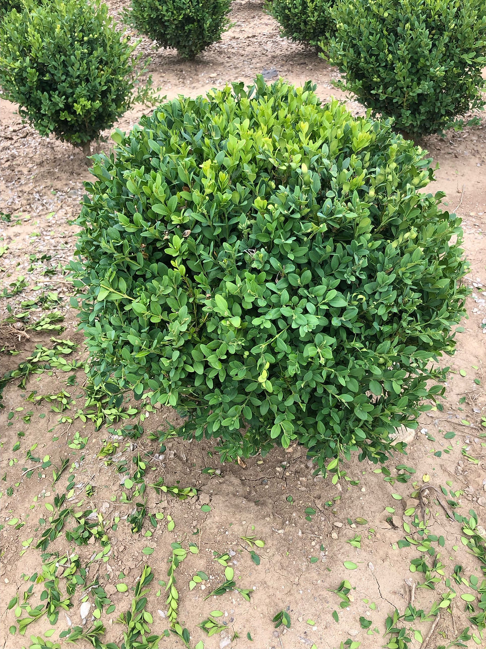 BUXUS GREEN MOUNTAIN ROUNDED BOXWOOD | Browns Nursery