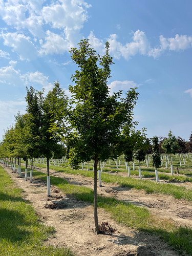ACER tataricum 'JFS-KW2' RUGGED CHARM MAPLE | OH