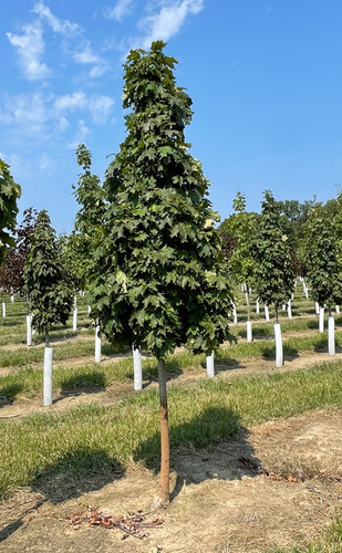 ACER saccharum 'BARRETT COLE' APOLLO SUGAR MAPLE | Browns Nursery