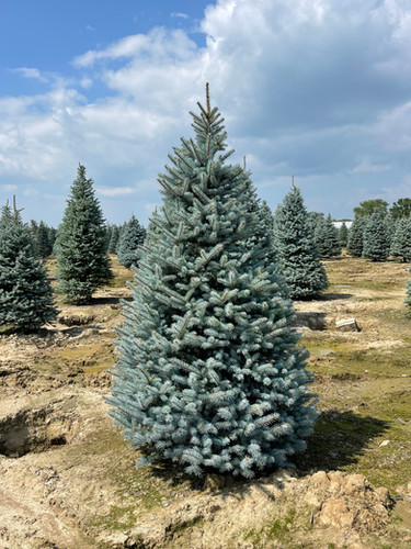 Picea pungens 'Colorado Select' Colorado Select Blue Spruce | OH