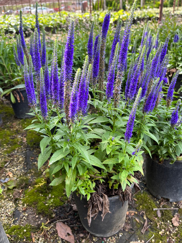 Veronica spicata 'Glory' Royal Candles Spiked Speedwell | OH