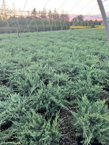 JUNIPERUS virginiana 'GREY OWL' JUNIPER | OH