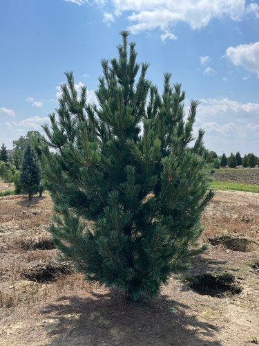 Pinus flexilis 'Vanderwolf's Pyramid' Vanderwolf's Pyramid Limber Pine | OH