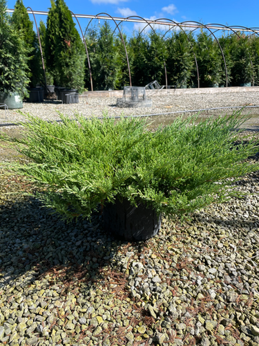 JUNIPERUS h. 'YOUNGSTOWN' ANDORRA COMPACT JUNIPER | OH