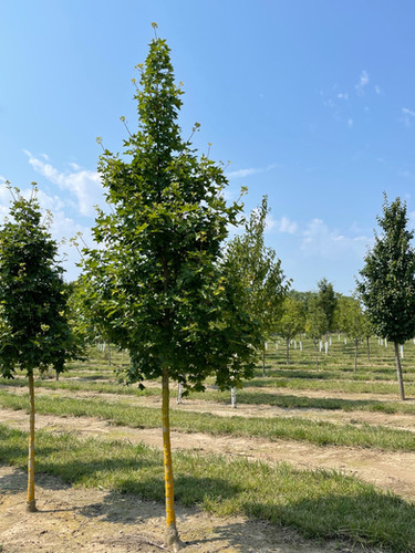 ACER t. x. p. 'JFS-KW187' URBAN SUNSET MAPLE | OH