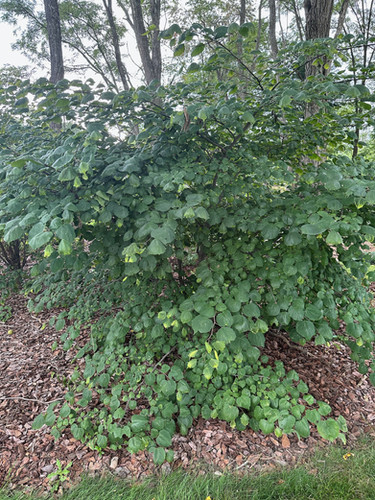 CERCIS canadensis EASTERN REDBUD BUSH / MULTISTEM | OH