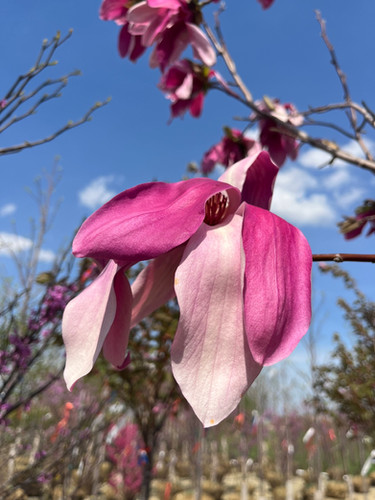 MAGNOLIA 'NCMX1' MERCURY MAGNOLIA | OH