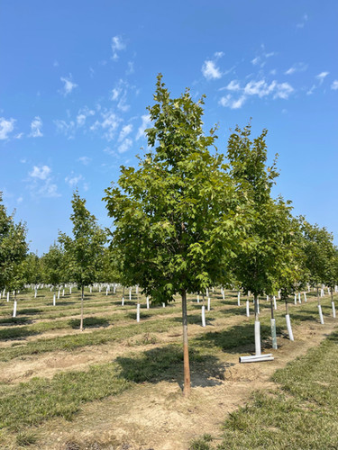 ACER s. 'GREEN MOUNTAIN' SUGAR MAPLE | OH