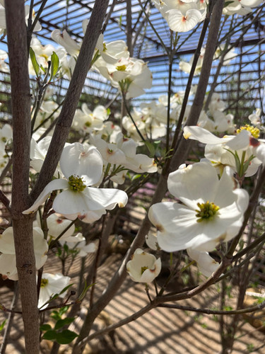 CORNUS florida 'PRINCESS EMILY' DOGWOOD | OH