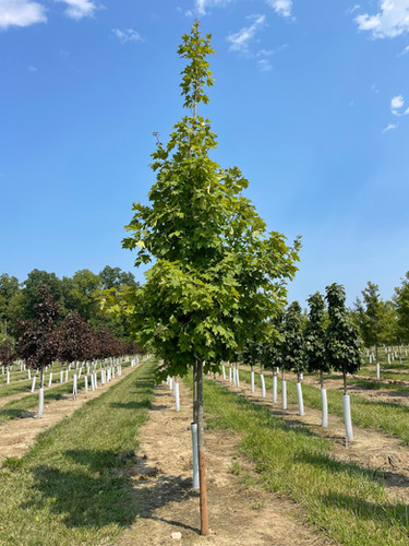ACER saccharum 'JFS-KW8' AUTUMN FEST SUGAR MAPLE | OH