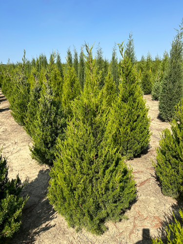 Juniperus virginiana var. silicicola 'Brodie' Eastern Red Cedar | OH