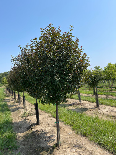 MALUS 'JFS-KW139MX' RUBY DAZE CRABAPPLE | Browns Nursery