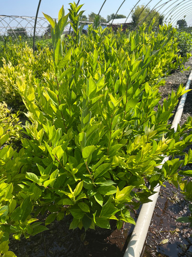 ITEA virginica 'SPRICH' LITTLE HENRY VIRGINIA SWEETSPIRE | OH