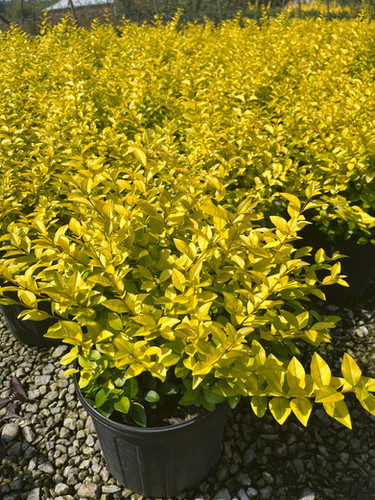 LIGUSTRUM vicaryi VICARY GOLDEN PRIVET | OH
