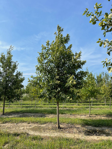 QUERCUS acutissima SAWTOOTH OAK | OH