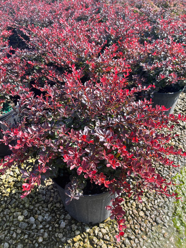 BERBERIS thunbergii 'CRIMSON PYGMY' BARBERRY | OH
