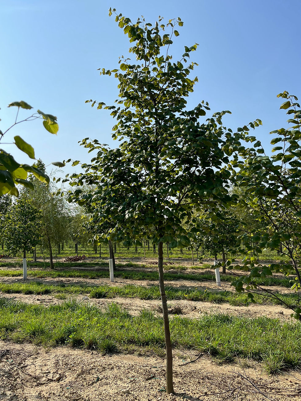 CERCIS canadensis EASTERN REDBUD TREE | Browns Nursery