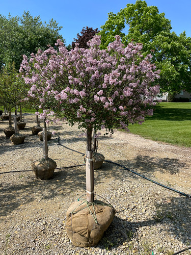 SYRINGA m. 'PALIBIN' DWARF KOREAN LILAC STD | OH