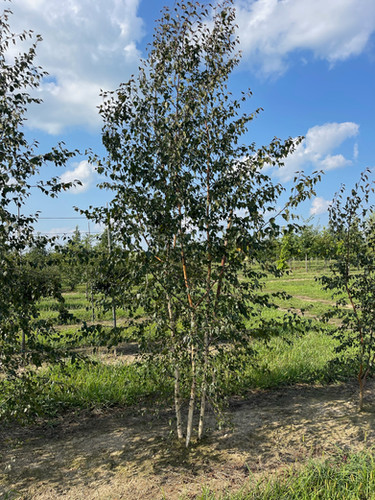 BETULA p. x 'ROYAL FROST' BIRCH | OH