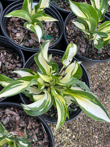 HOSTA 'Loyalist' Hosta | OH