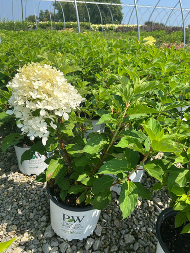 HYDRANGEA paniculata 'PUFFER FISH' HYDRANGEA | OH