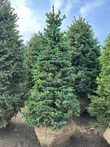 Picea meyeri Meyer Spruce | OH