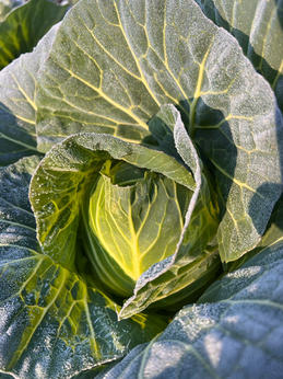 Growing High Point | Urban Agriculture