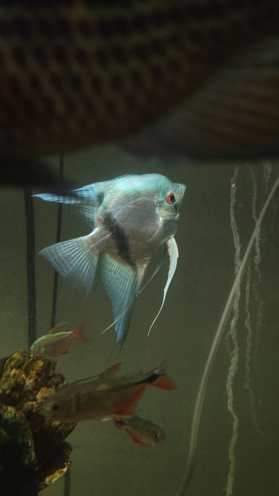 Fish for sale - best offers. | Potomac Valley Aquar