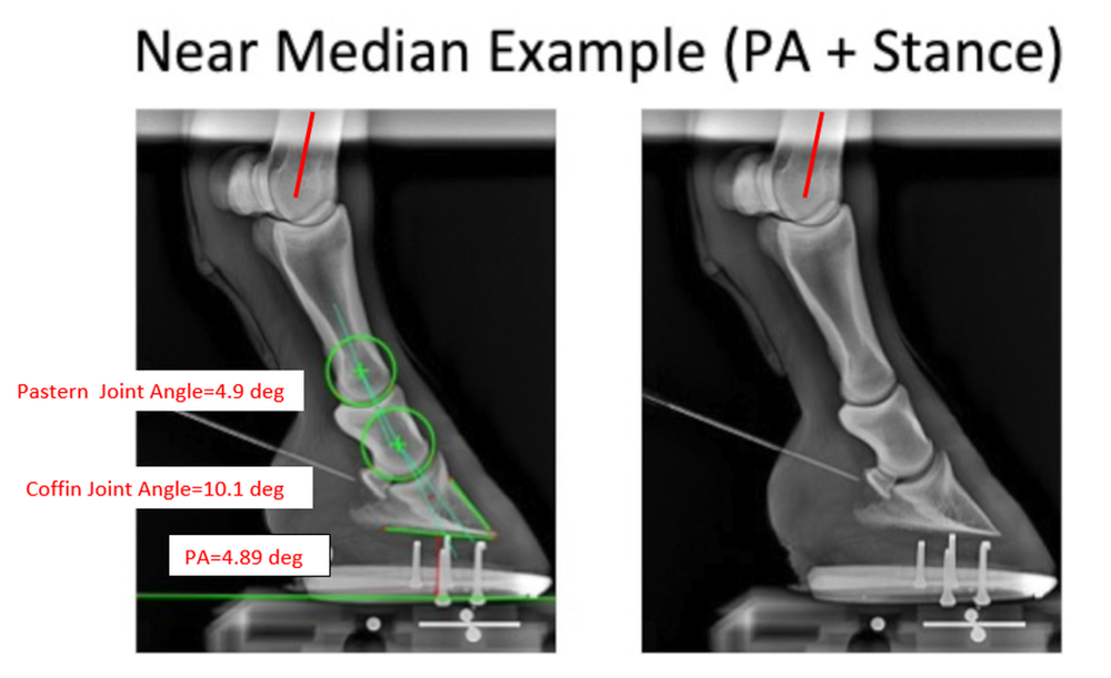 The Truth about Hoof Pastern Axis
