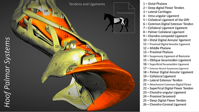 Distal Interphalangeal Joint Horse