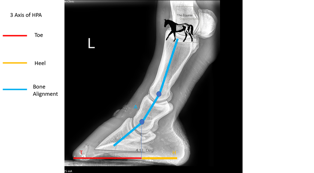 Hoof Pastern Axis - Influential Factors