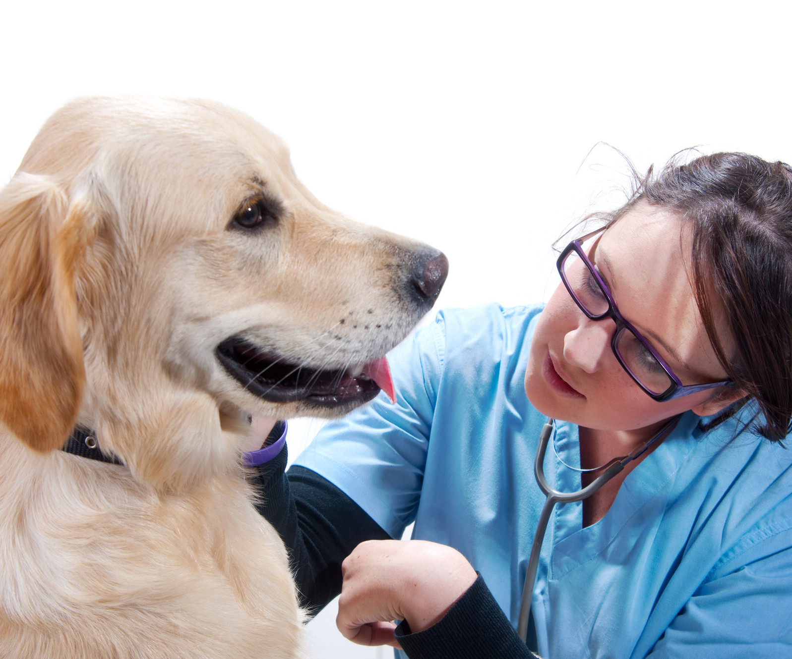 Spinal surgery for cats and dogs | Aceso Vet Clinic