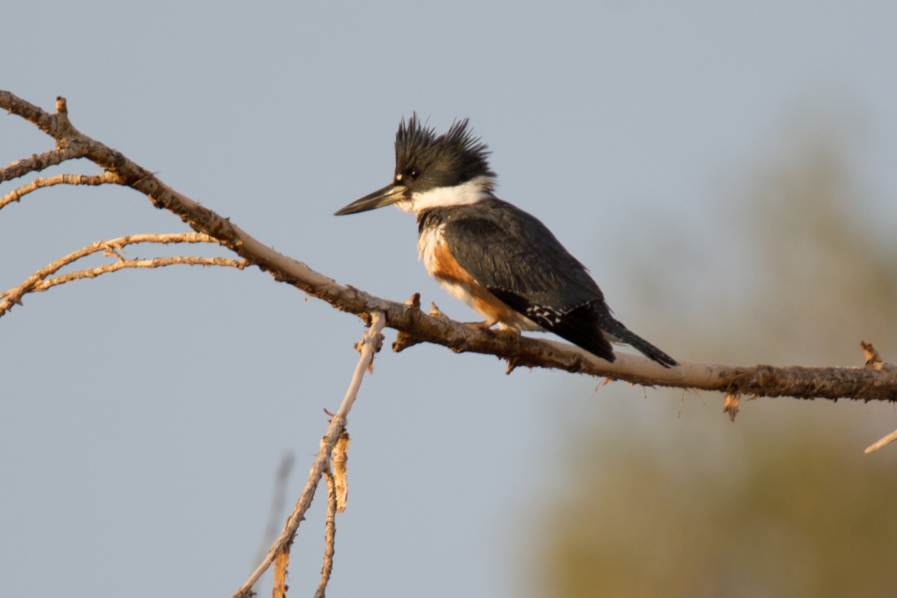 "Best in West" migration birding