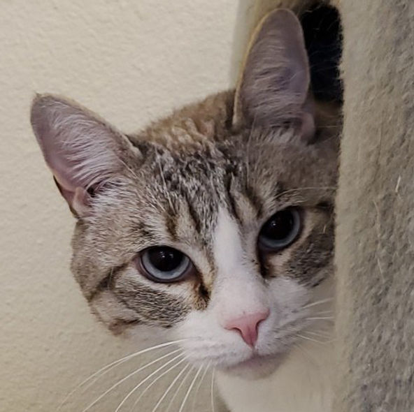 Lizzie - Queen of the Hissy Fit