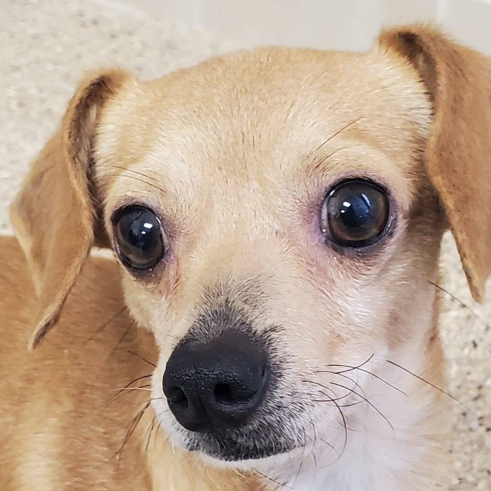 Dogs | Freemanfritts