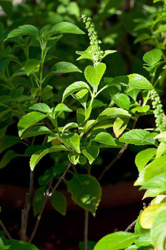 Ocimum viride | Basilic vivace Adefetue | La Bouichère