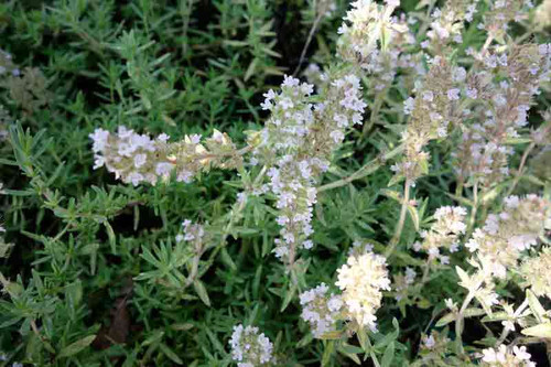 Thymus sp à senteur de Rose | Thym à senteur de rose | La Bouichère