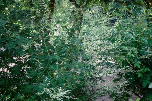 Artemisia lactiflora | Armoise blanche | La Bouichère