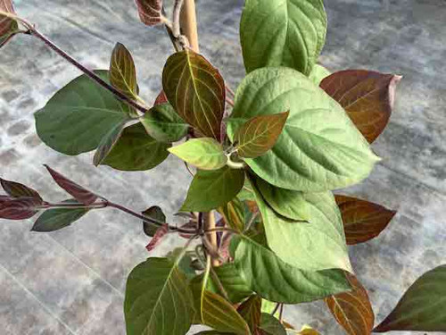 Paederia lanuginosa | Plante fromage | La Bouichère