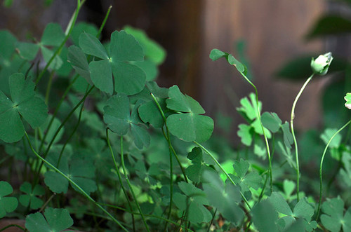 Marsilea minuta | Sushni | La Bouichère