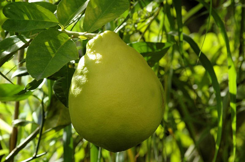 Citrus x limon ‘Ponderosa’ | Citron géant | La Bouichère