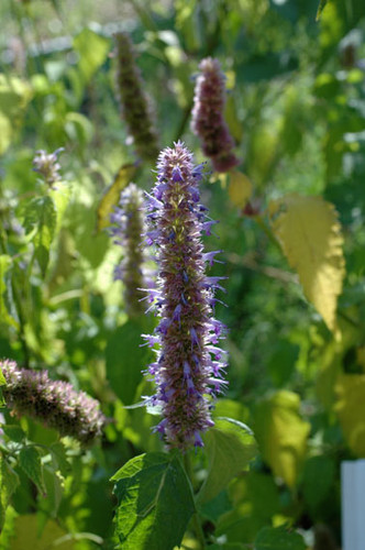 Agastache rugosa | Menthe coréenne | La Bouichère
