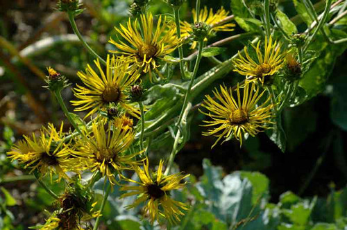 Inula helenium | Aunée | La Bouichère