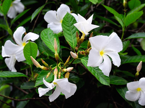 Chonemorpha fragrans | La Bouichère