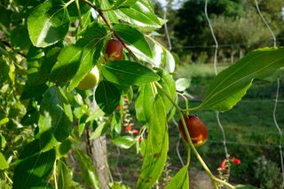 Zizyphus jujuba | Jujubier | La Bouichère