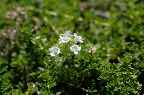 Thymus praecox ‘Albiflorus’ | Thym serpolet à fleur blanche | La Bouichère
