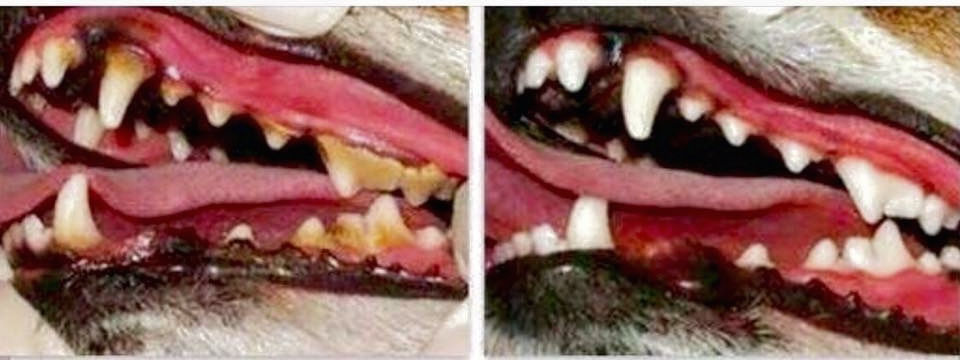 How Can You Tell If A Dogs Teeth Are Bad