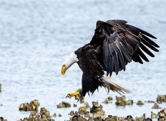 Seattle Bald Eagle Photo Tour | Seattle Adventure Photos