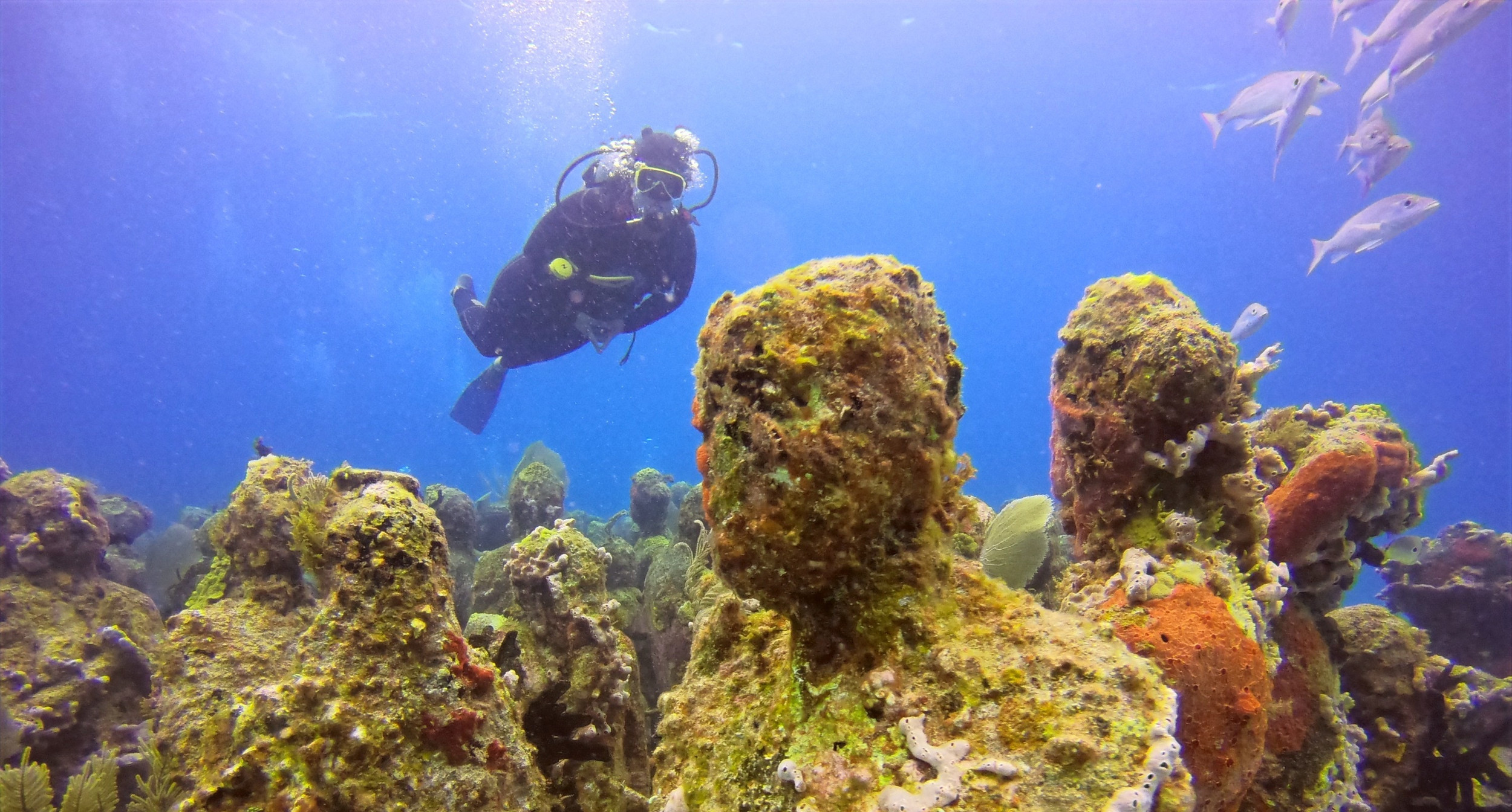 Scuba Diving Musa - Cancún