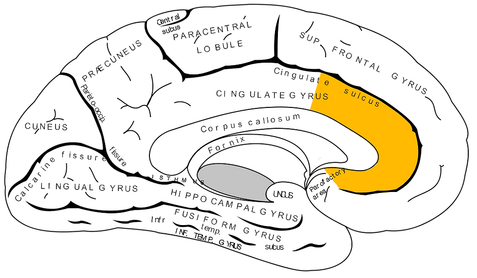 The Anterior Cingulate Cortex